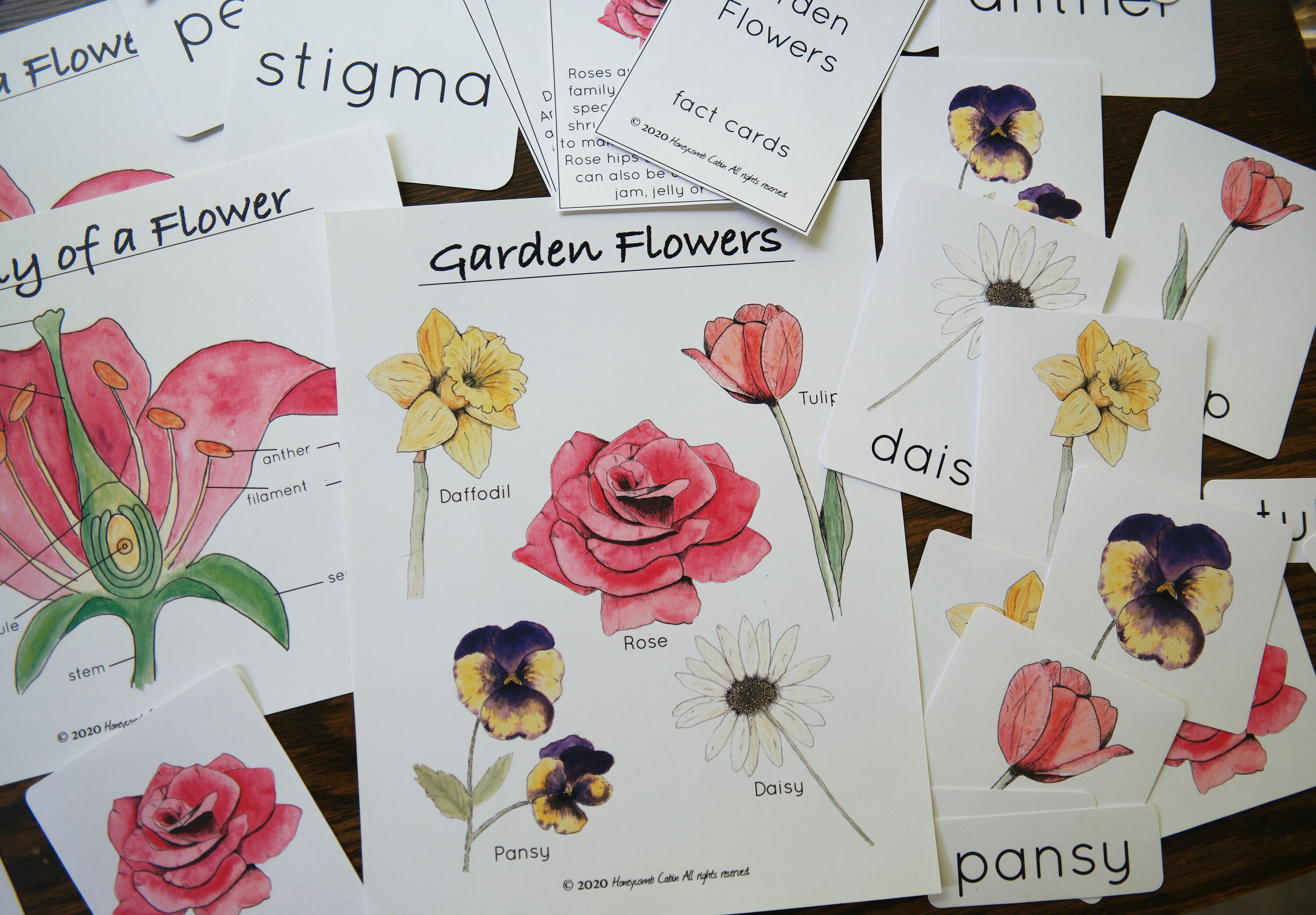 Flower Bundle Charlotte Mason Nature Study Homeschool - Etsy