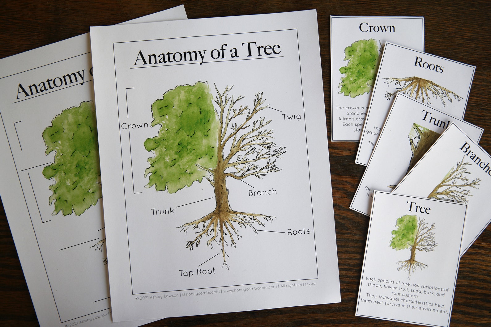 Anatomy of a Tree and Part Set Charlotte Mason Nature | Etsy