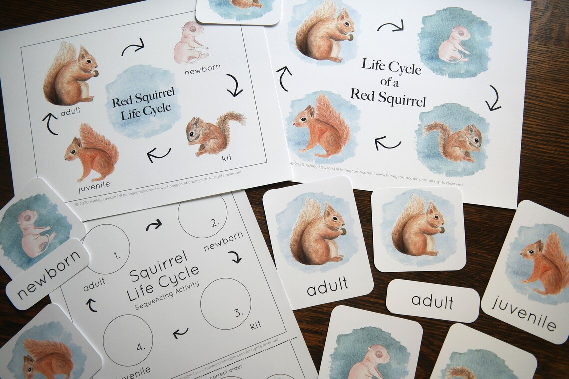 Squirrel Life Cycle , 3-part Cards and Sequencing Activity - Etsy