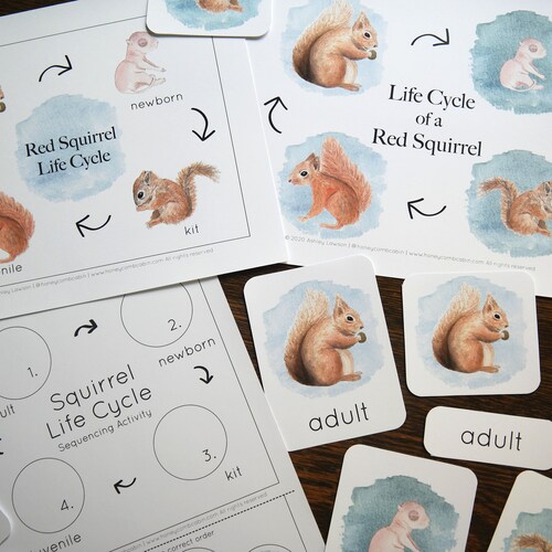 Squirrel Life Cycle 3-part Cards and Sequencing Activity - Etsy