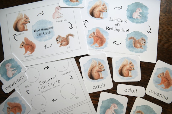 Squirrel Life Cycle 3-part Cards and Sequencing Activity - Etsy
