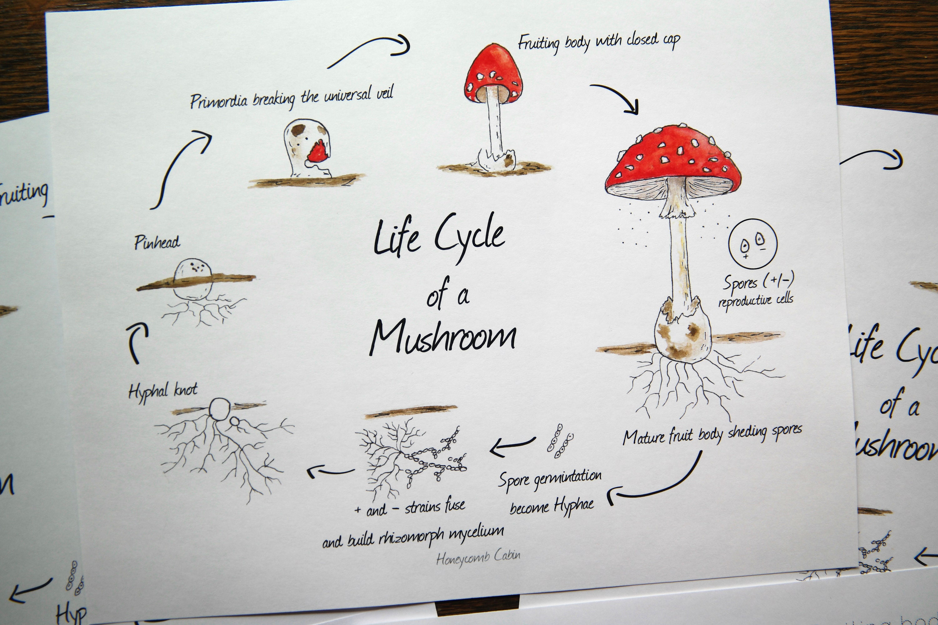 Mushroom Life Cycle Mini-poster With Leveled Age Sheets | Etsy