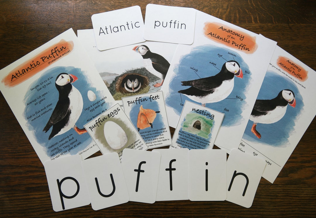 Puffin Study | Charlotte Mason Nature Study Homeschool Printable - Etsy