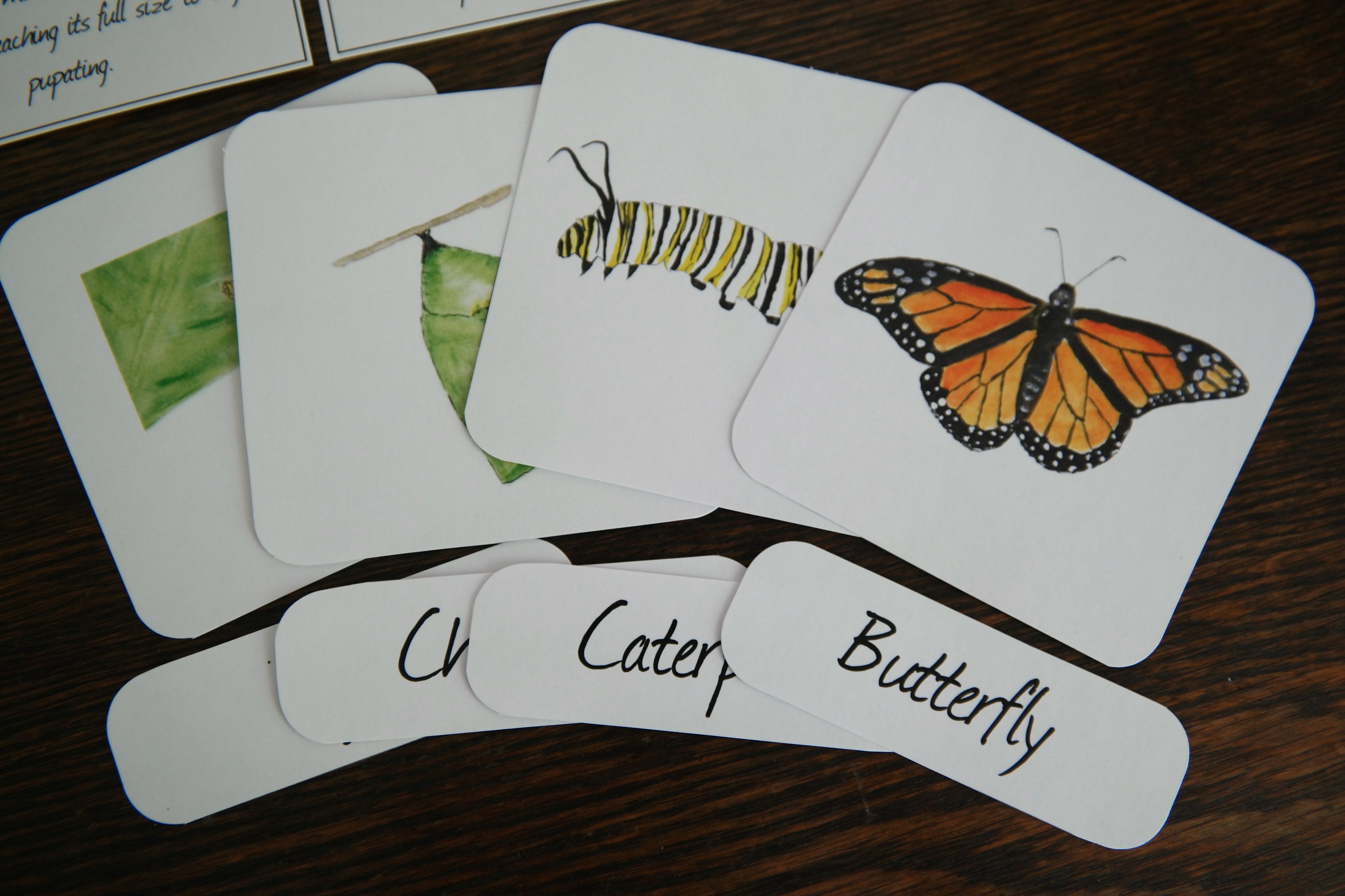 Monarch Butterfly Life Cycle Cards Informational and 3-part - Etsy
