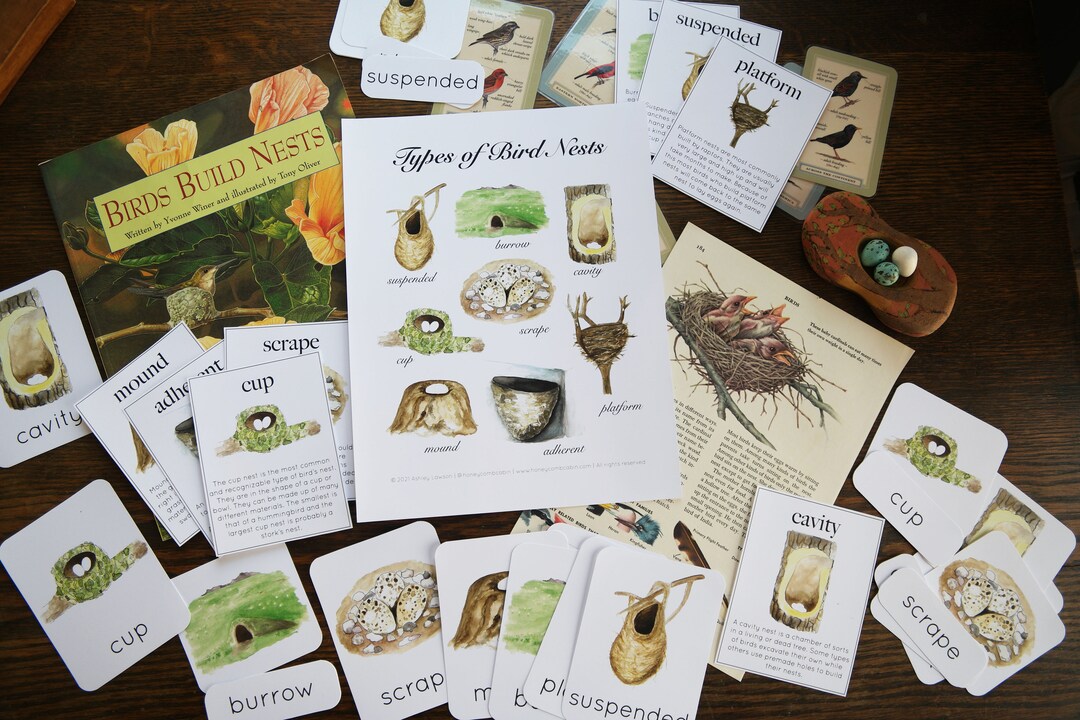Nests Mini-bundle | Charlotte Mason Homeschool Nature Studies ...