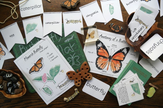 Toys Butterfly Unit Study Bundle Charlotte Mason Nature Study ...