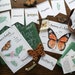 Butterfly Bundle Charlotte Mason Nature Study Homeschool Printable ...
