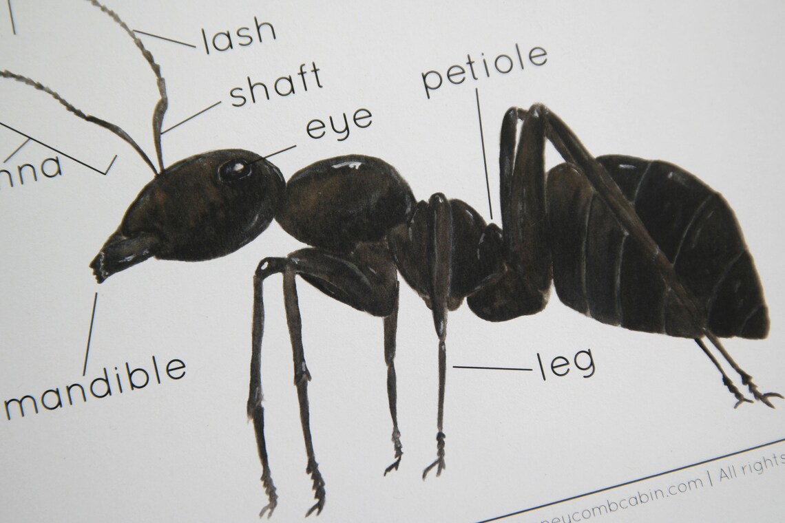 Ant Bundle Charlotte Mason Nature Study Homeschool Printable - Etsy
