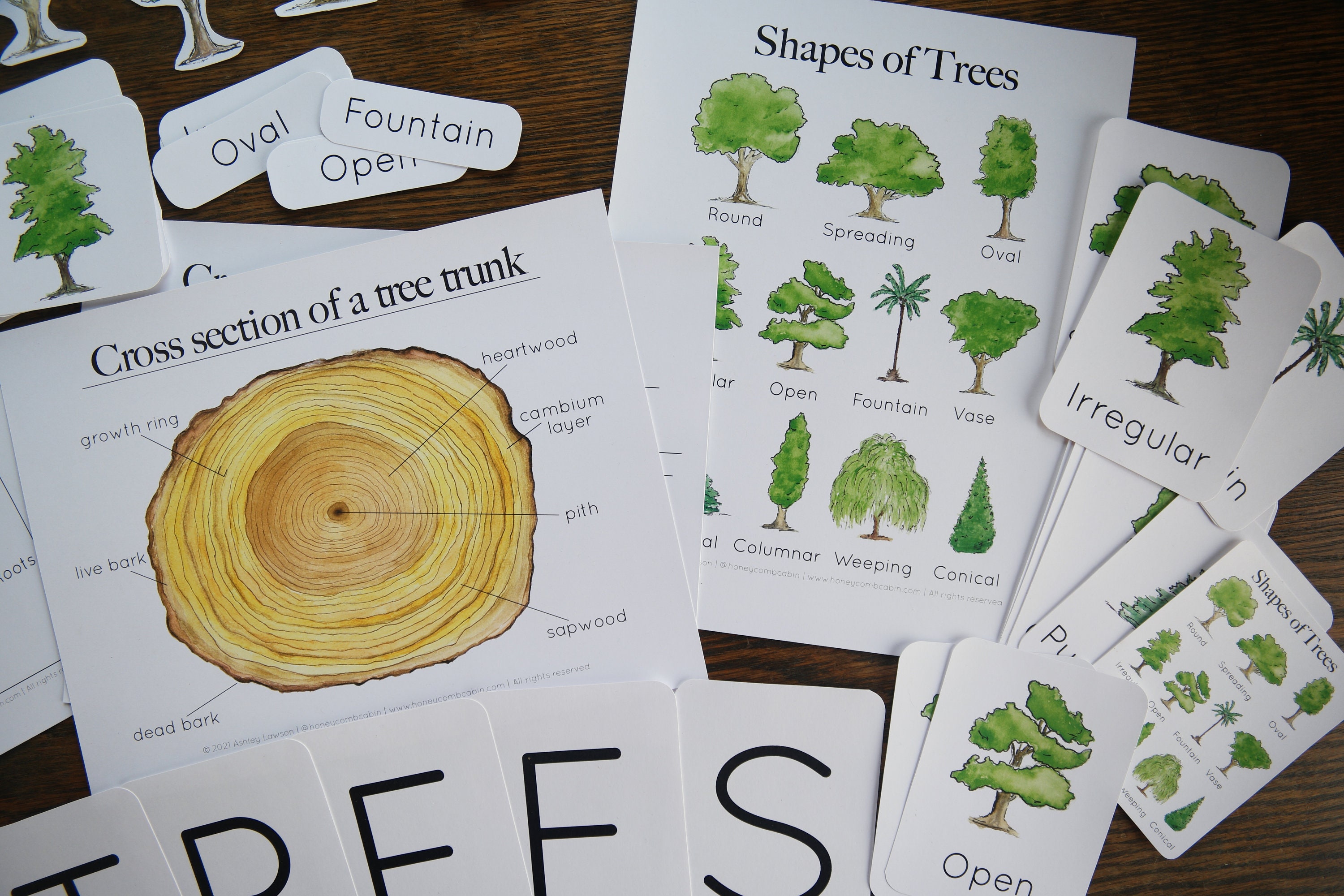 Tree Studies Bundle Nature Study Charlotte Mason - Etsy