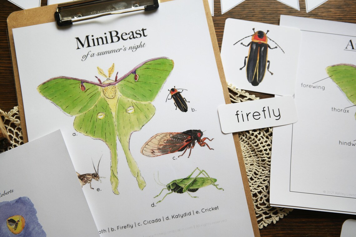 Summer Night Minibeast Bundle Charlotte Mason Nature - Etsy