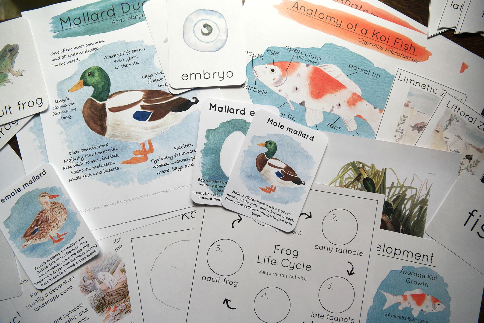 Pond Bundle HARD COPY - Mallard, Koi, Frog Life Cycle | Charlotte Mason ...