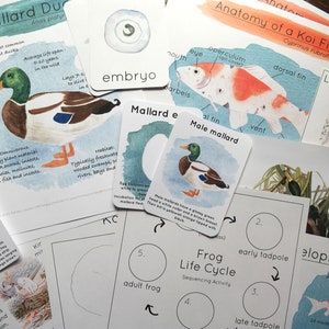 Pond Bundle - Mallard, Koi, Frog Life Cycle | Charlotte Mason ...