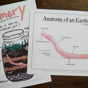Anatomy of a Worm and Wormery Activity With Record Charlotte | Etsy