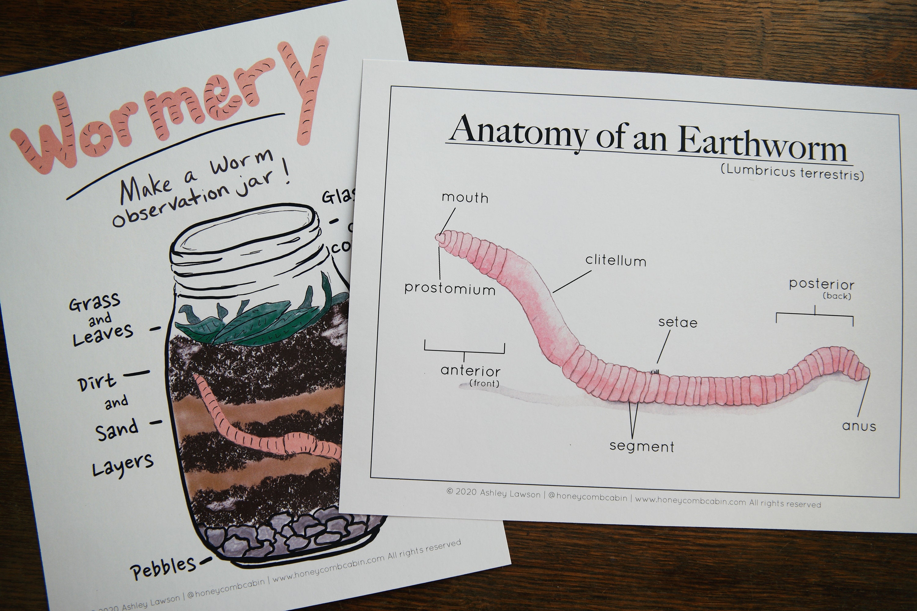 Anatomy of a Worm and Wormery Activity With Record Charlotte | Etsy