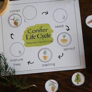 Conifer Tree Life Cycle, Sequencing Activity and 3-part Cards ...