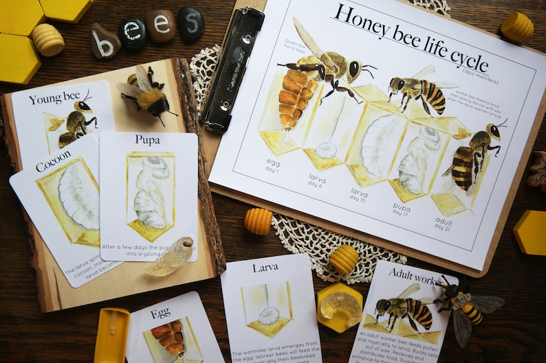 Honey Bee Life Cycle & Cards Charlotte Mason Nature | Etsy