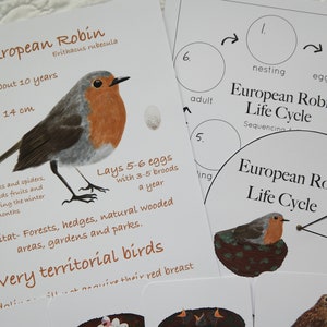 Nesting Birds (european Robin) Mega Bundle | Charlotte Mason Homeschool ...