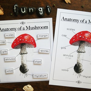 Anatomy of a Mushroom Mini-poster and Student Assessment | Nature Study ...