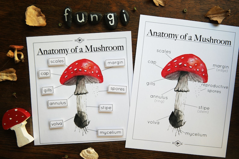 Anatomy of a Mushroom Mini-poster and Student Assessment - Etsy