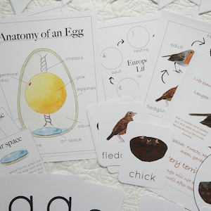 Nesting Birds (european Robin) Mega Bundle | Charlotte Mason Homeschool ...
