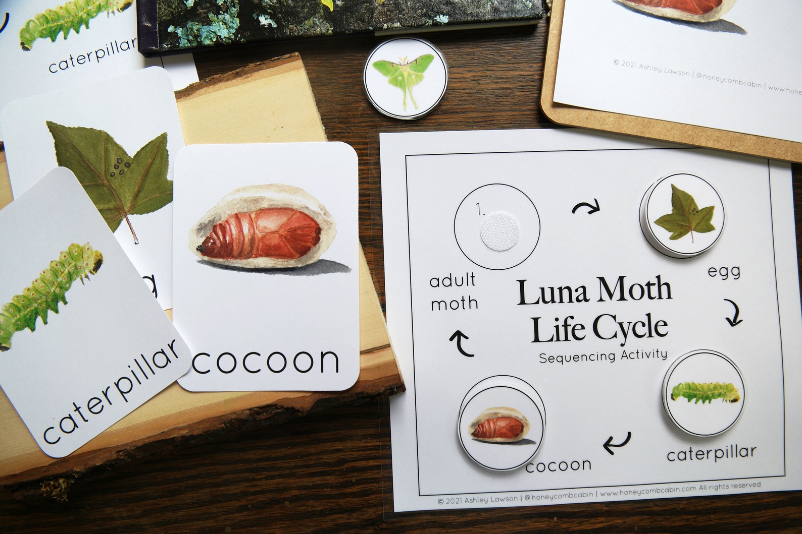 Luna Moth Mini Set Charlotte Mason Homeschool Moth Life - Etsy