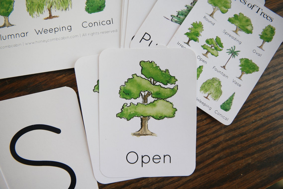 Tree Studies Bundle | Nature Study, Charlotte Mason, Homeschool ...