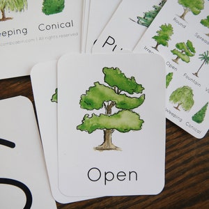 Tree Studies Bundle | Nature Study, Charlotte Mason, Homeschool ...