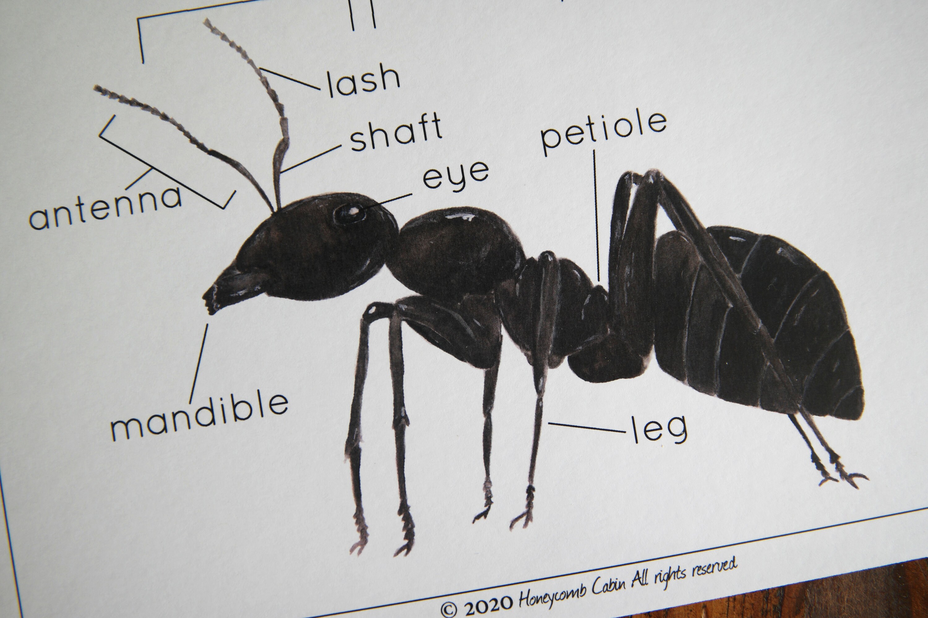 Anatomy of an Ant Homeschool Charlotte Mason Printable - Etsy