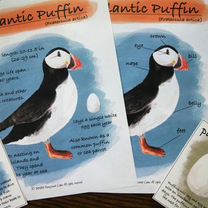 Puffin Study | Charlotte Mason Nature Study Homeschool Printable - Etsy