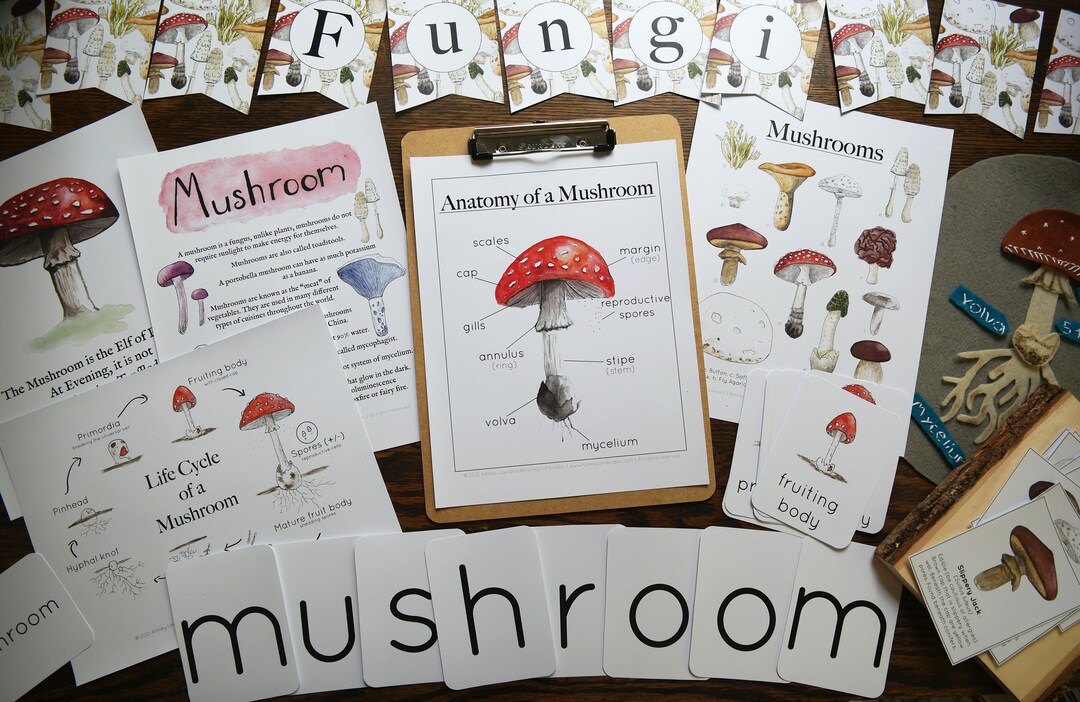 Mushroom Bundle | Nature Study, Charlotte Mason, Homeschool, Printable ...