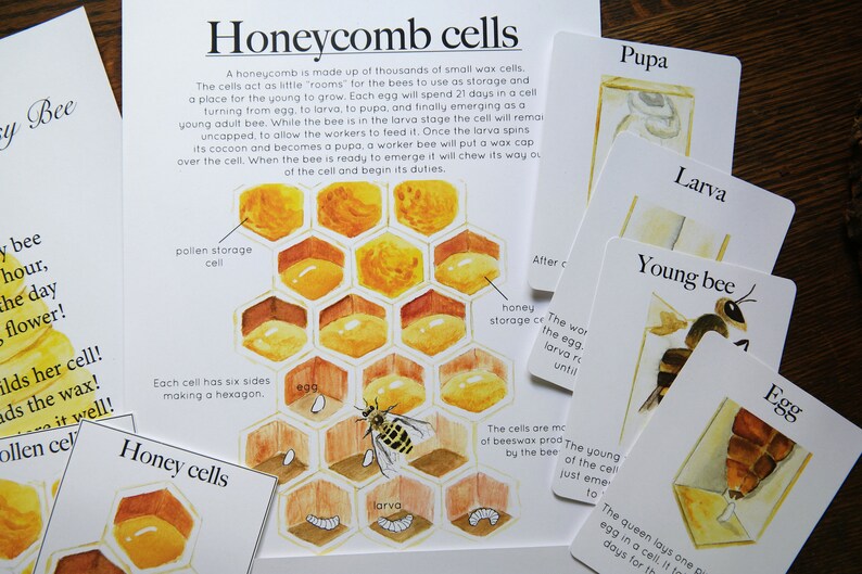 Honey Bee Bundle Nature Study Charlotte Mason Homeschool - Etsy