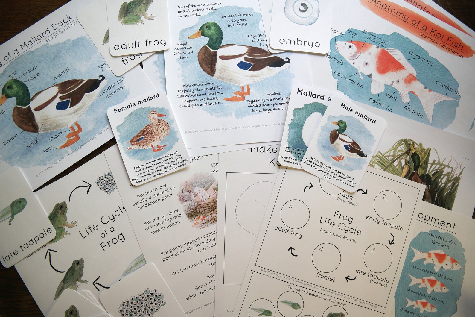 Pond Bundle Mallard, Koi, Frog Life Cycle Charlotte Mason Homeschool ...