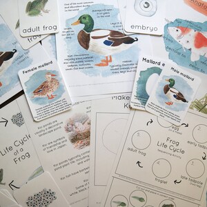 Pond Bundle - Mallard, Koi, Frog Life Cycle | Charlotte Mason ...