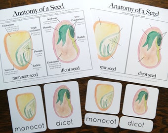 Seed Bundle Nature Study, Charlotte Mason, Homeschool, Printable - Etsy