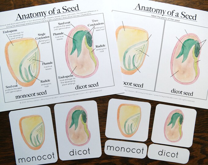 Anatomy of a Seed Monocot and Dicot | Nature Study, Charlotte Mason ...