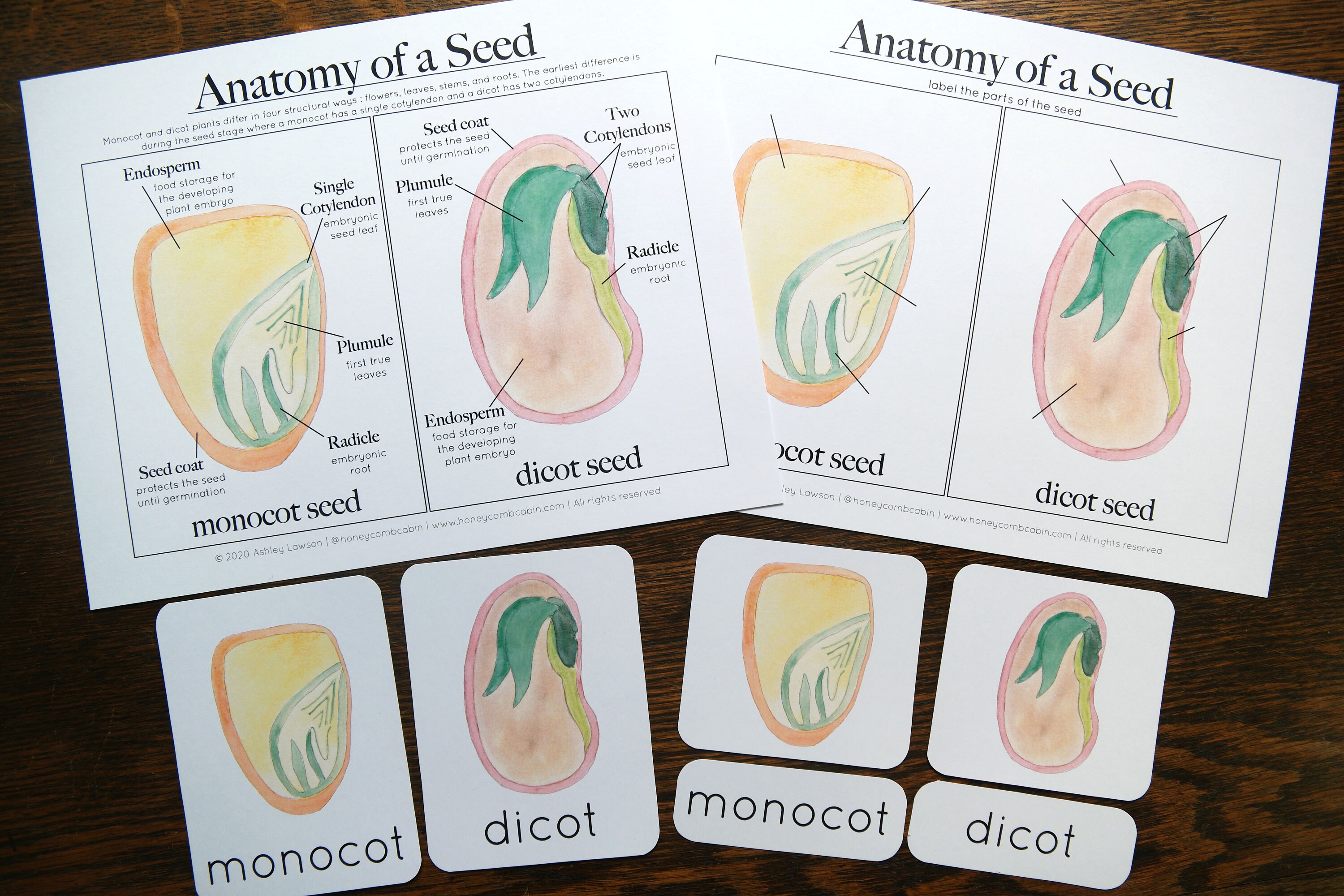 Monocot Seed Vs Dicot Seed