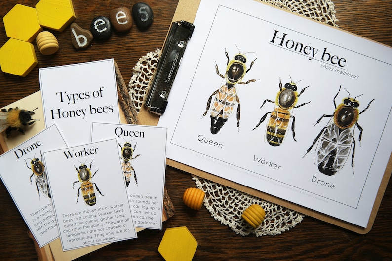 Honey Bee Bundle Nature Study Charlotte Mason Homeschool - Etsy