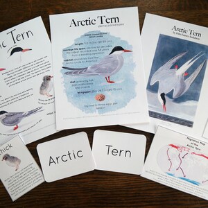 Arctic Tern Mini-study - Etsy