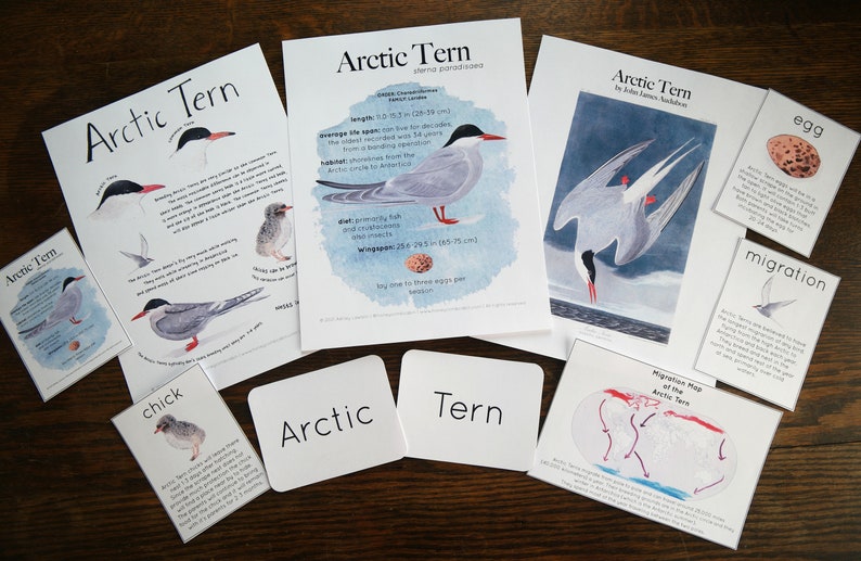 Arctic Tern Mini-study - Etsy