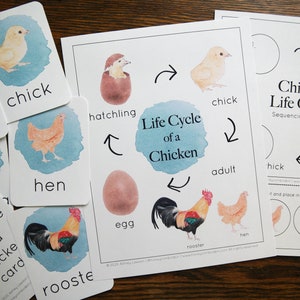 Chicken Study Bundle | Nature Study Charlotte Mason Homeschool ...