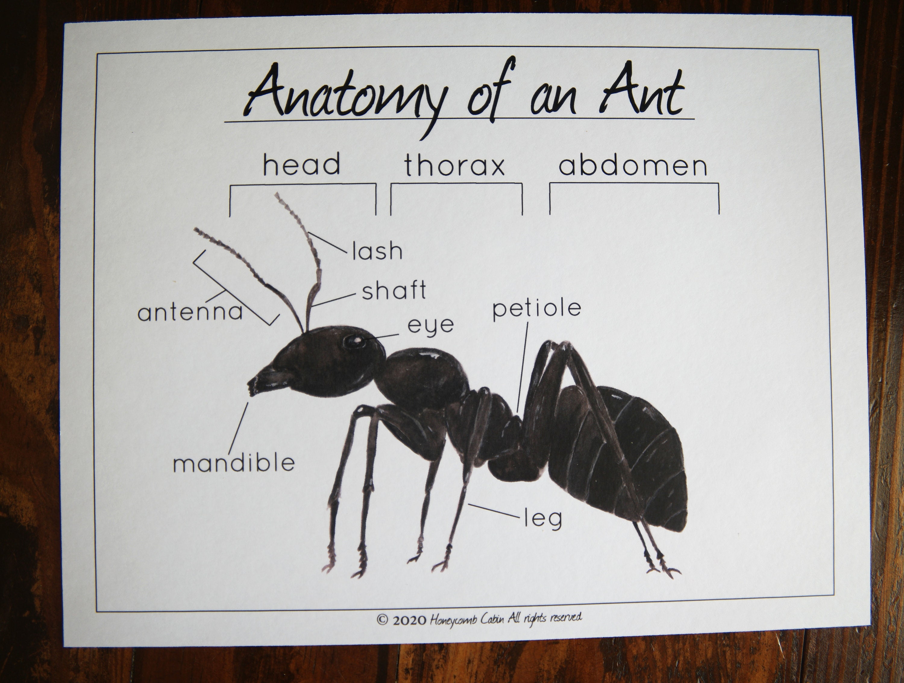 Anatomy of an Ant Homeschool Charlotte Mason Printable - Etsy