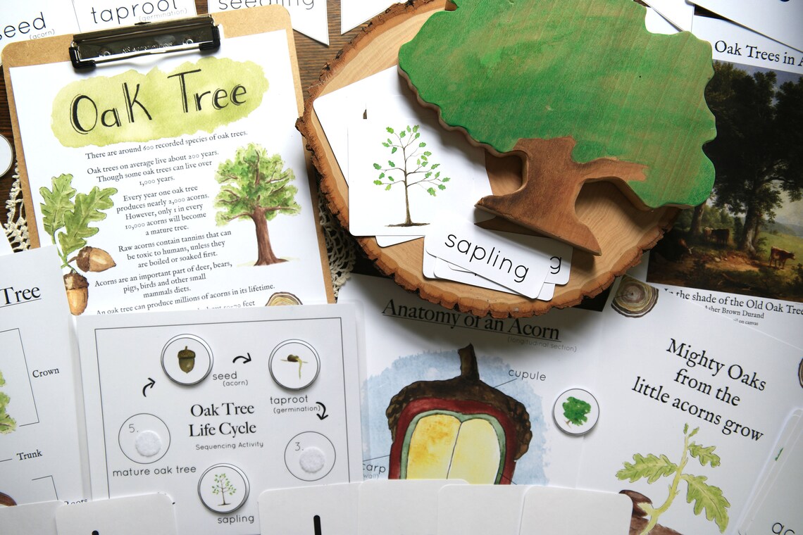 Oak Tree Life Cycle Bundle | Nature Study, Charlotte Mason, Homeschool ...