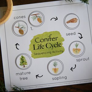 Conifer Tree Life Cycle, Sequencing Activity and 3-part Cards ...
