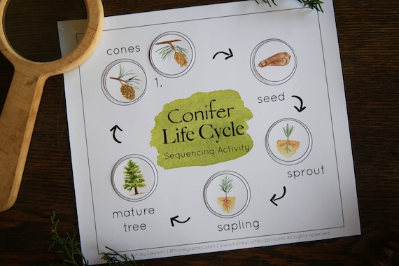 Simple Conifer Life Cycle