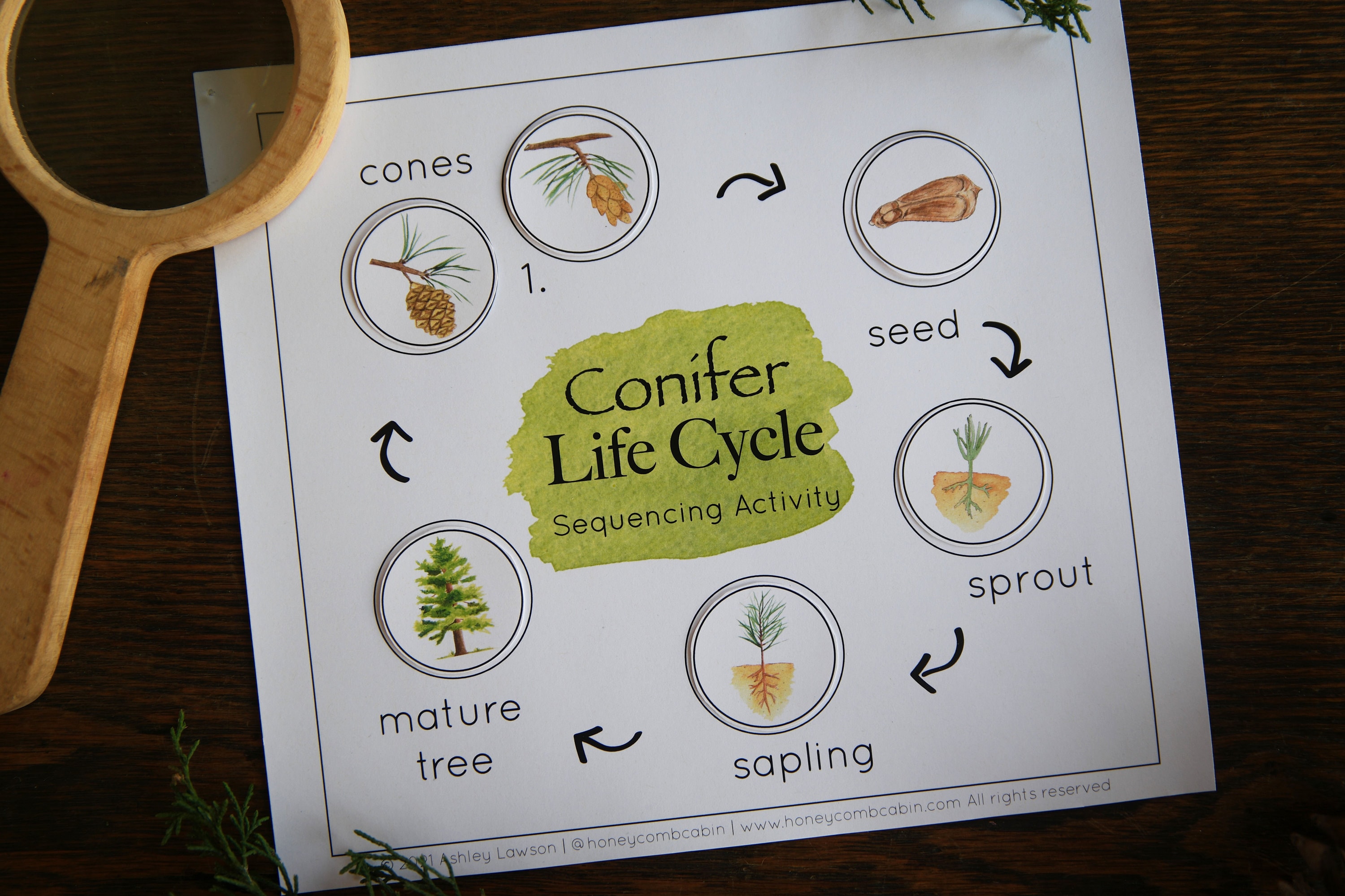 Conifer Tree Life Cycle Sequencing activity and 3-part cards | Etsy