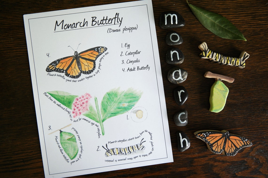 Monarch Butterfly Life Cycle Mini-poster | Etsy