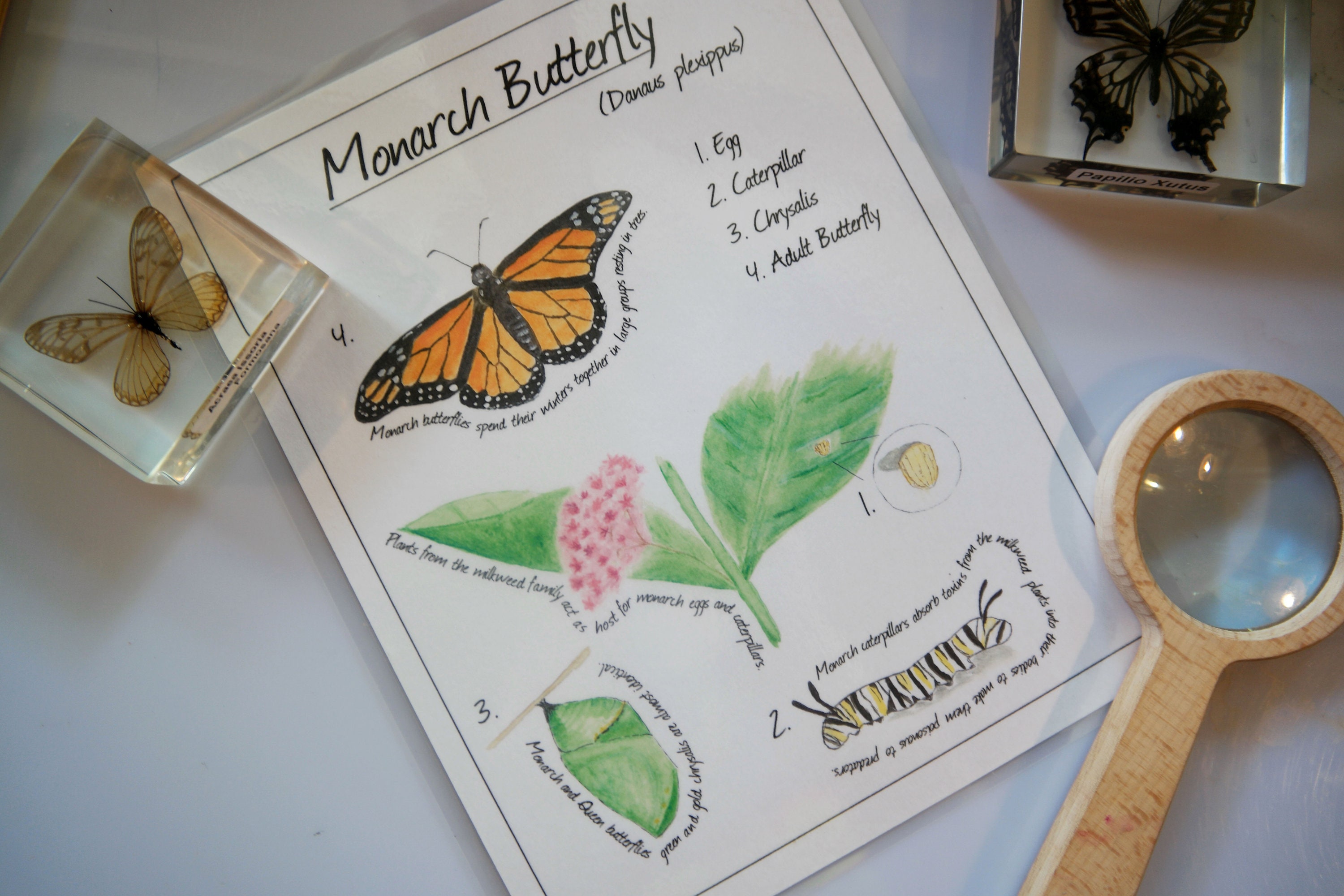 Monarch Butterfly Life Cycle Mini-poster | Etsy