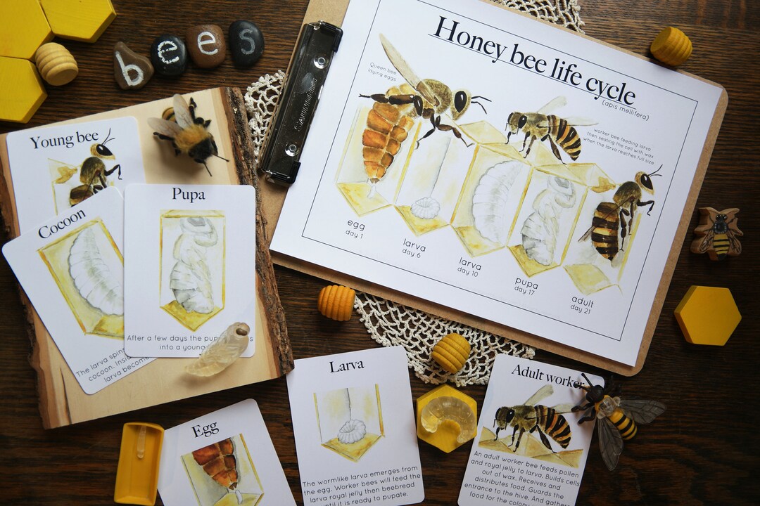 Honey Bee Bundle - Hard Copy | Printed Homeschool Charlotte Mason ...