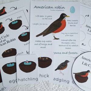 Nesting Birds Mega Bundle | Nature Study, Charlotte Mason, Homeschool ...