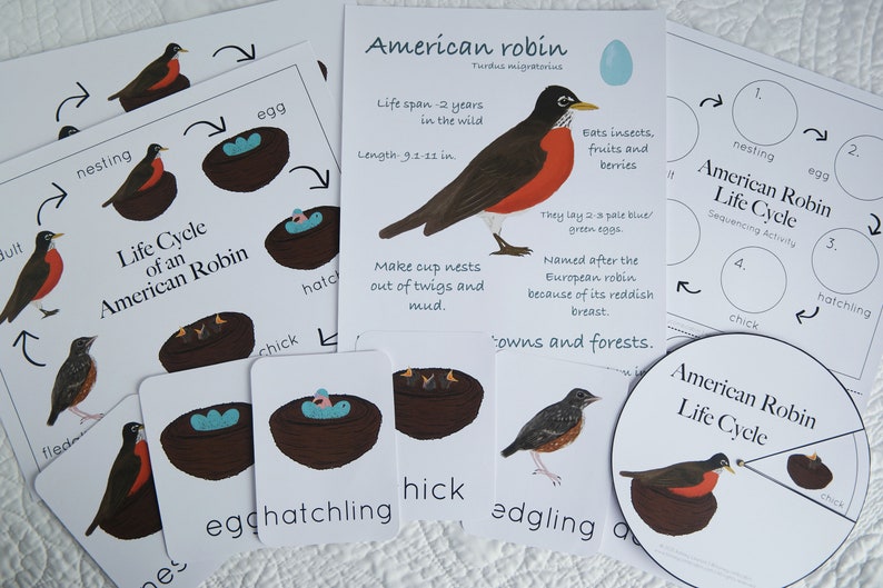 Nesting Birds Mega Bundle Nature Study Charlotte Mason | Etsy